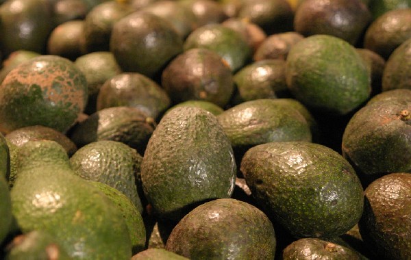 New Innovative Use For Avocado Seeds in Mexico Will Help Reduce Waste New Innovative Use For Avocado Seeds in Mexico Will Help Reduce Waste